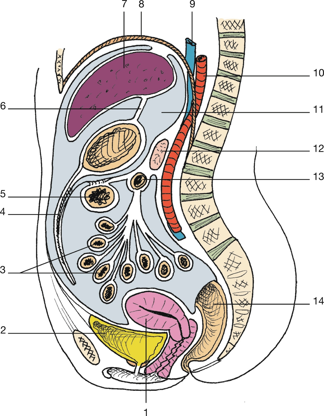 Anatomie des organes et viscères