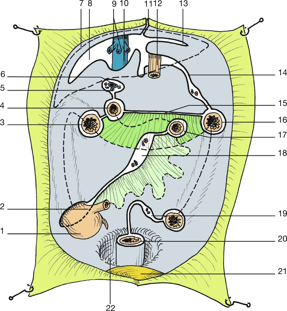 Anatomie des organes et viscères