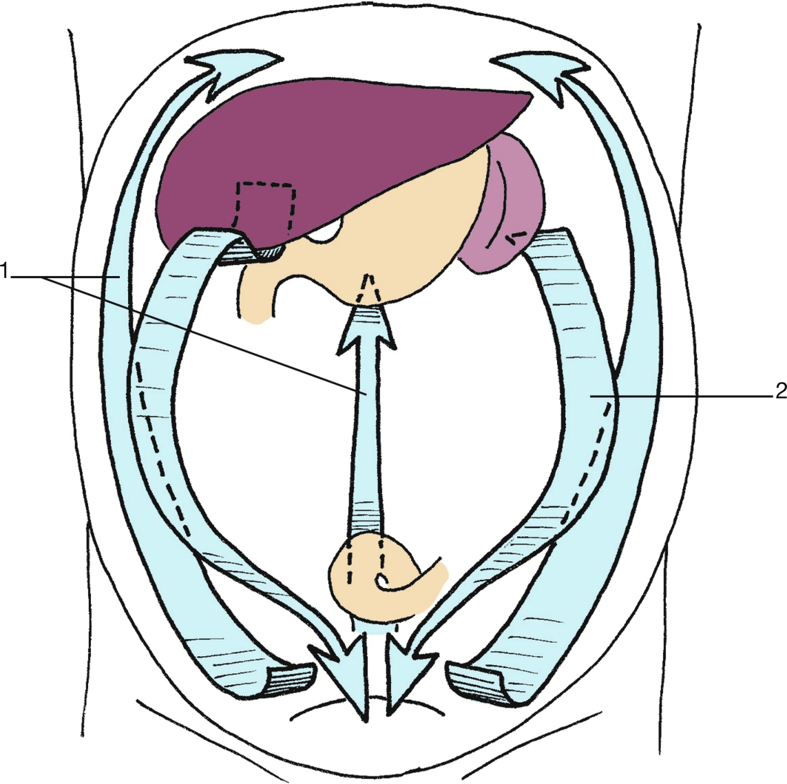 Anatomie des organes et viscères
