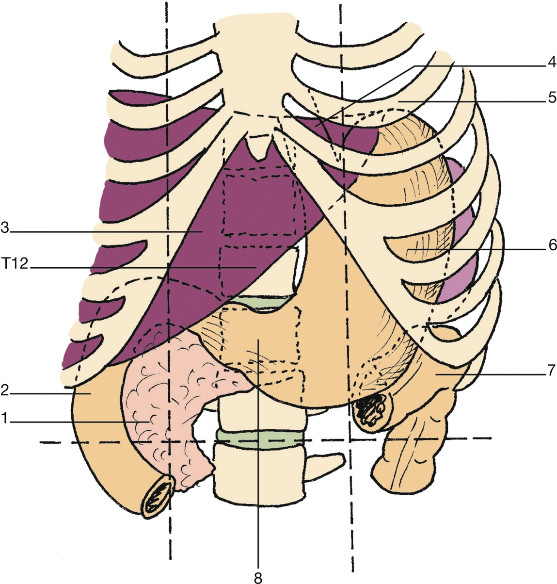 Anatomie des organes et viscères