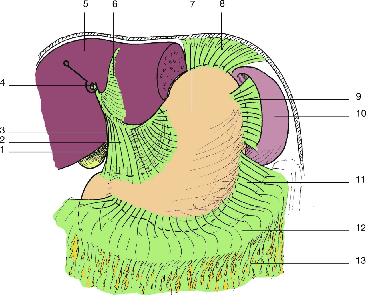 Anatomie des organes et viscères