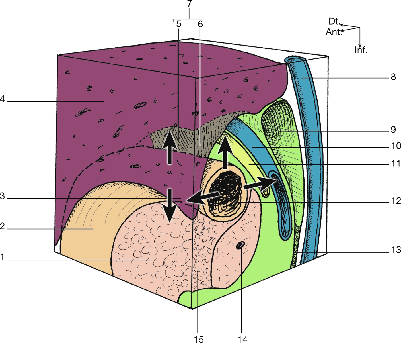 Anatomie des organes et viscères