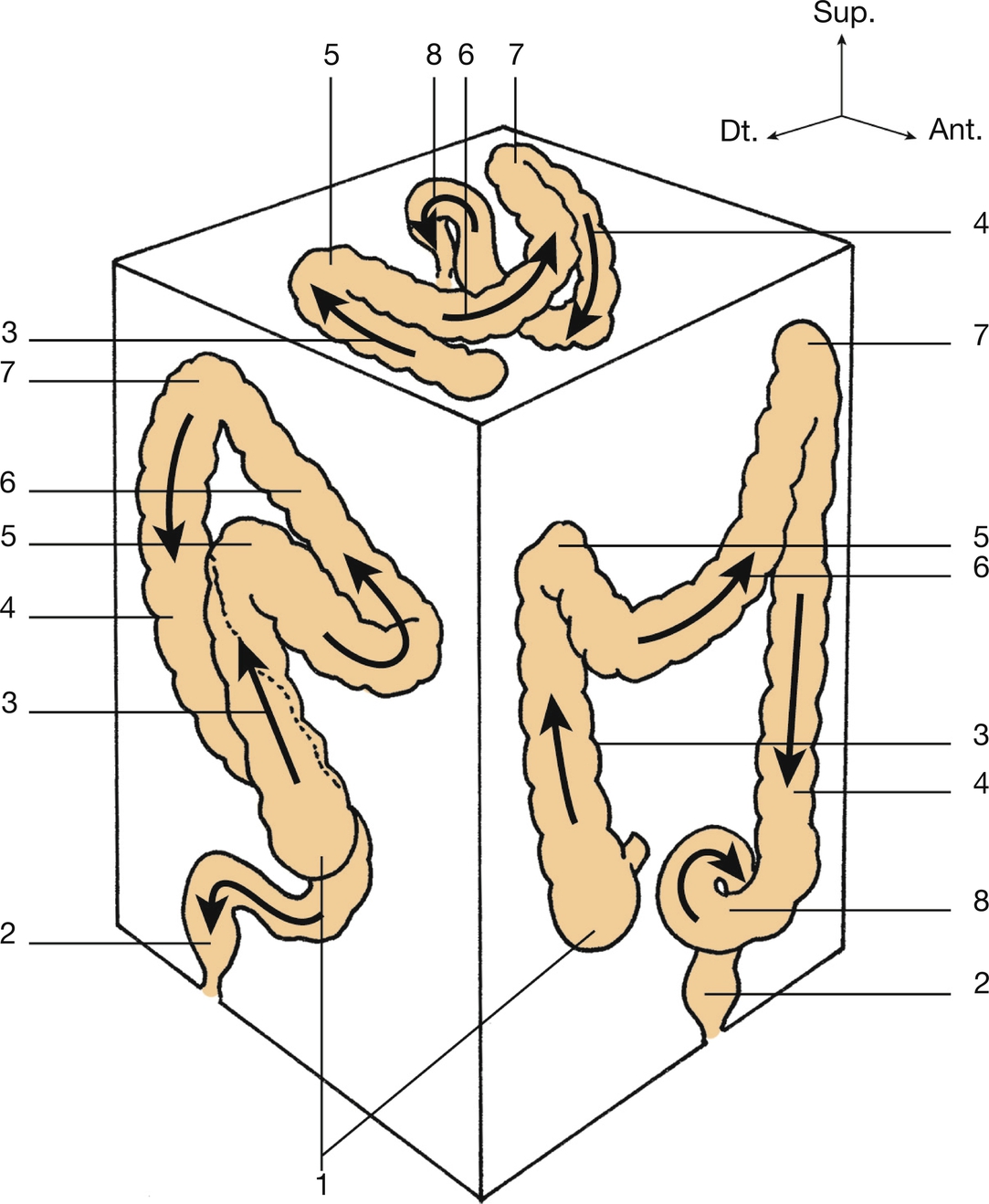 Anatomie des organes et viscères