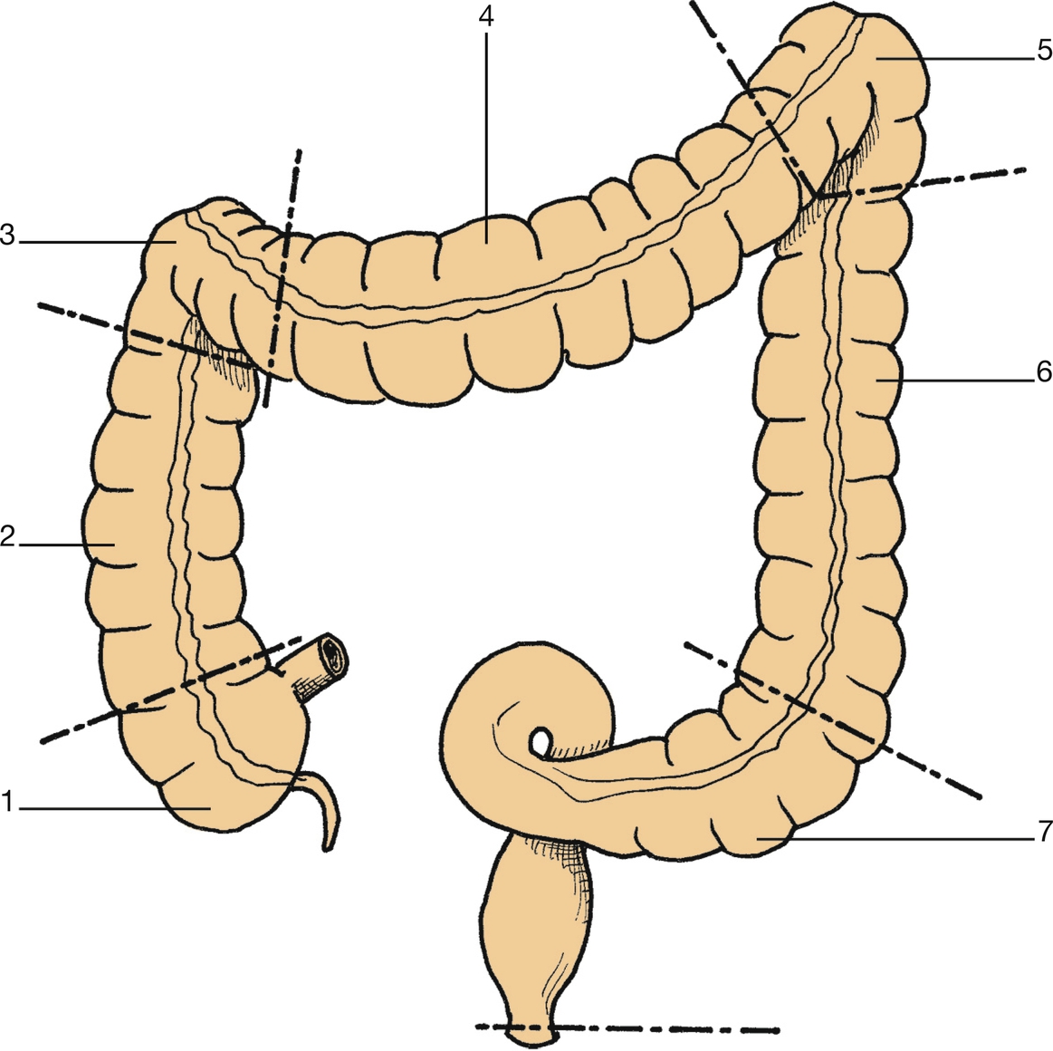 Anatomie des organes et viscères