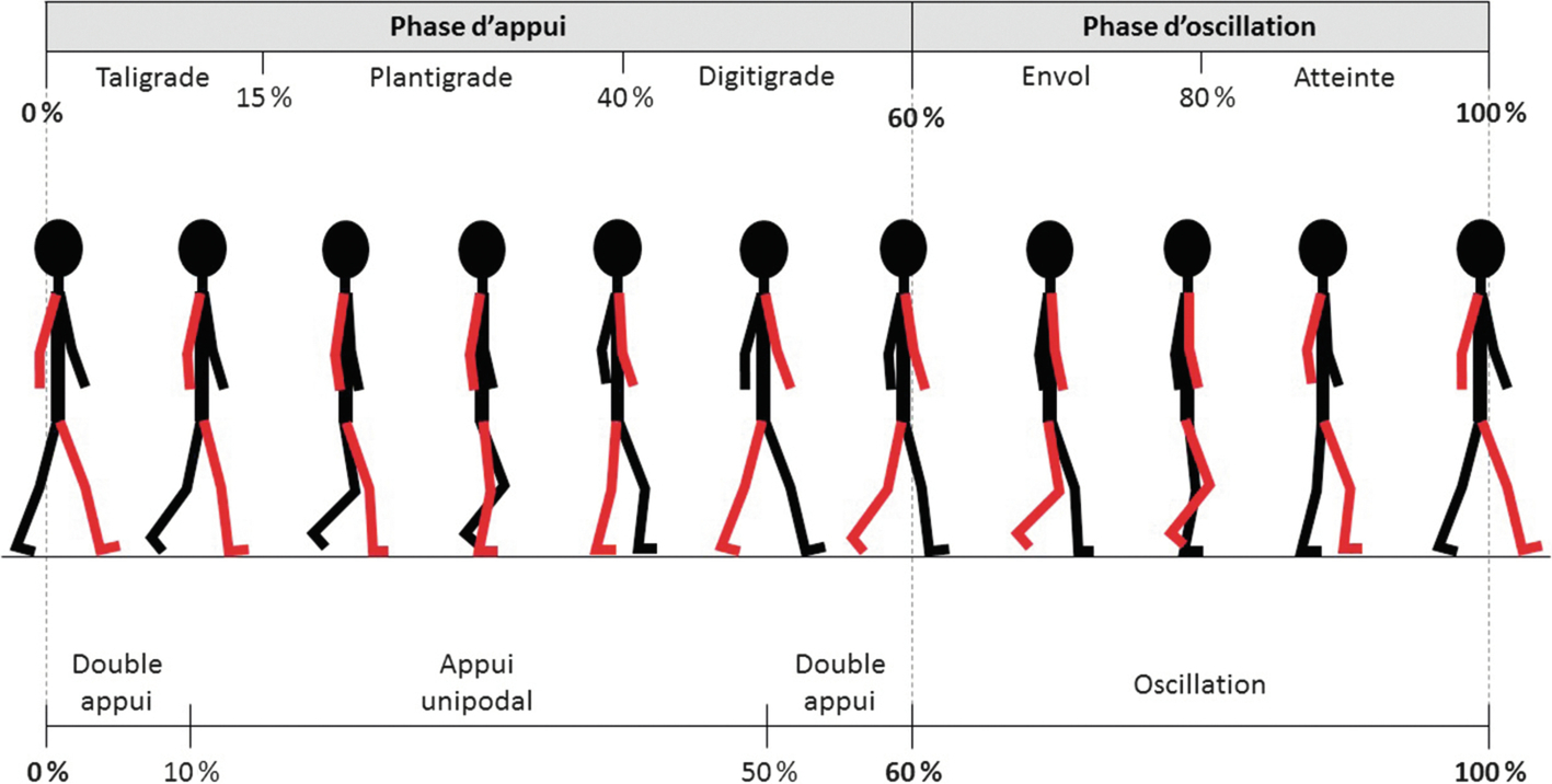 Locomotion humaine : marche, course