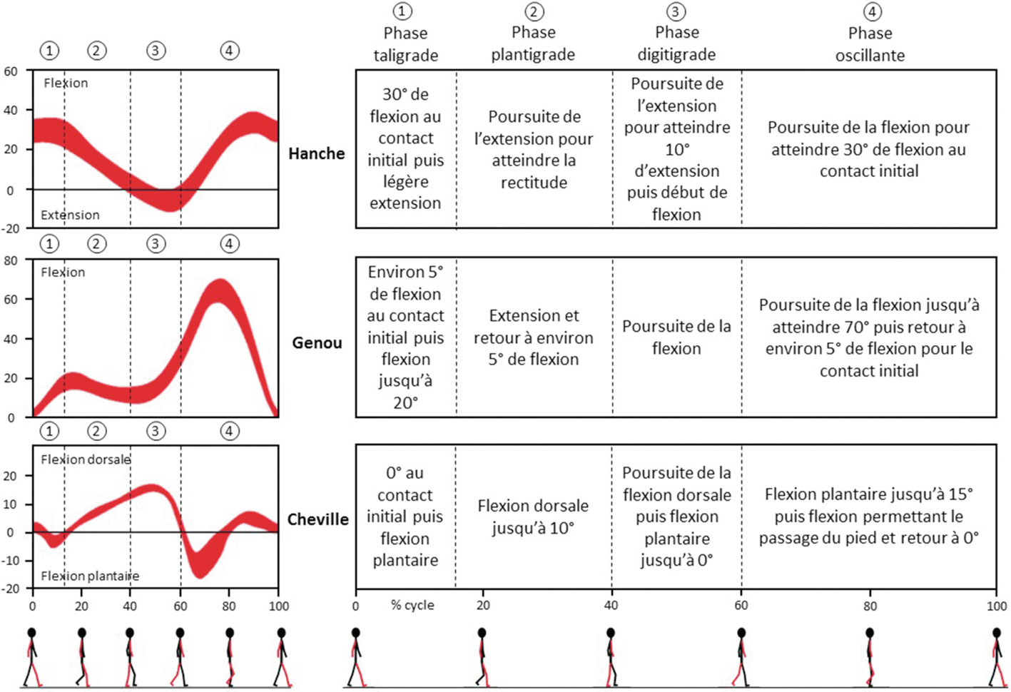 Locomotion humaine : marche, course