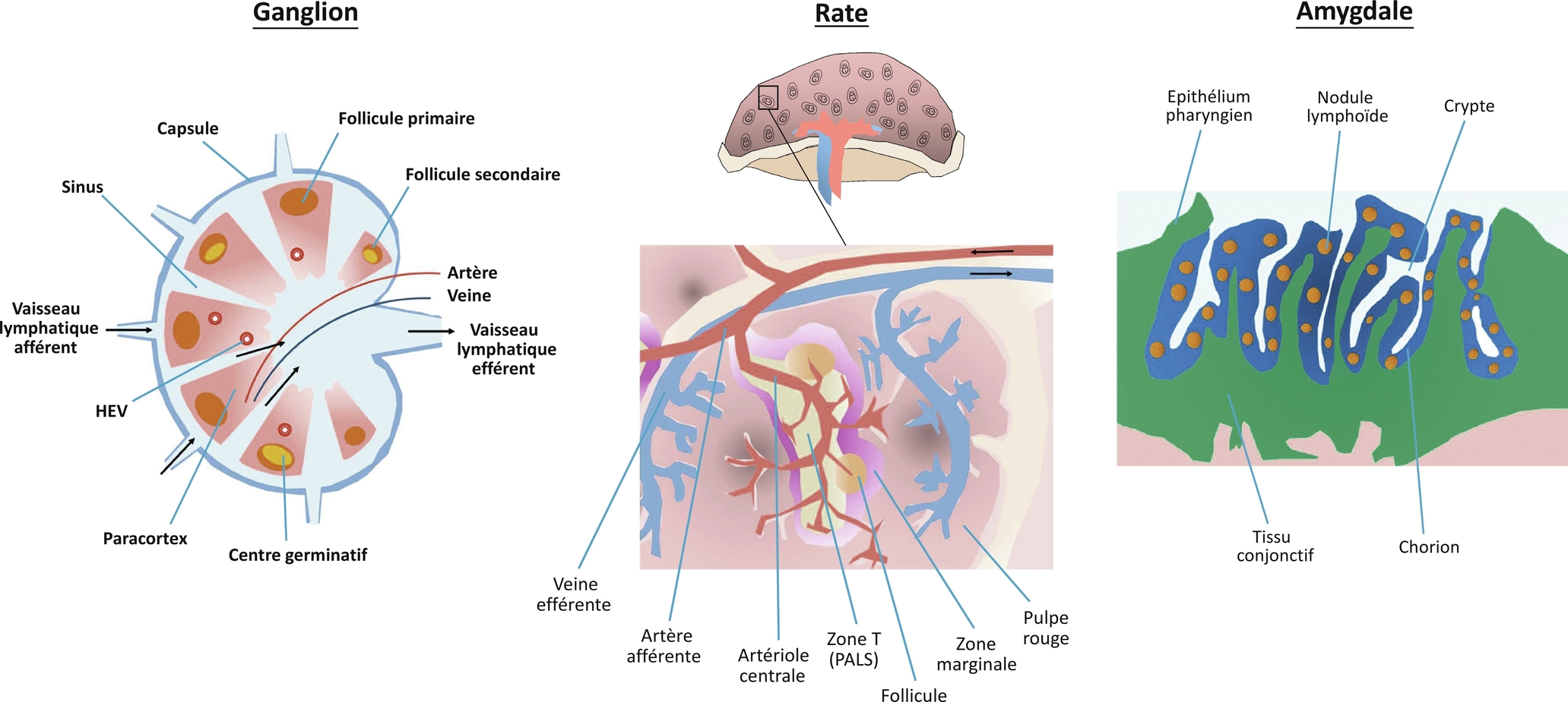 Immunologie fondamentale et immunopathologie