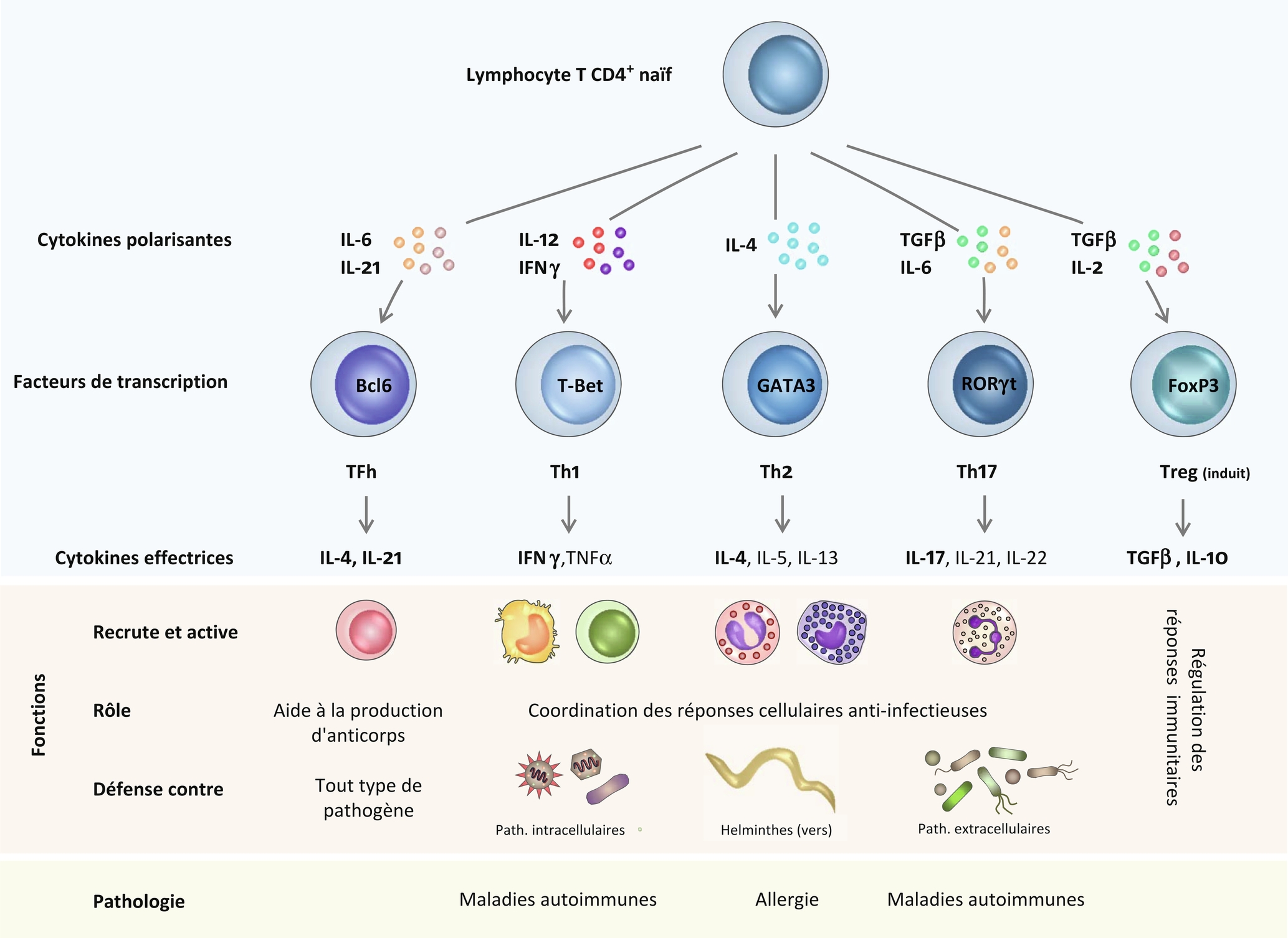 Immunologie fondamentale et immunopathologie