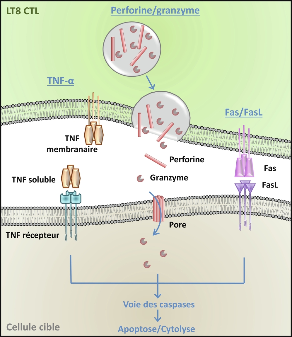 Immunologie fondamentale et immunopathologie