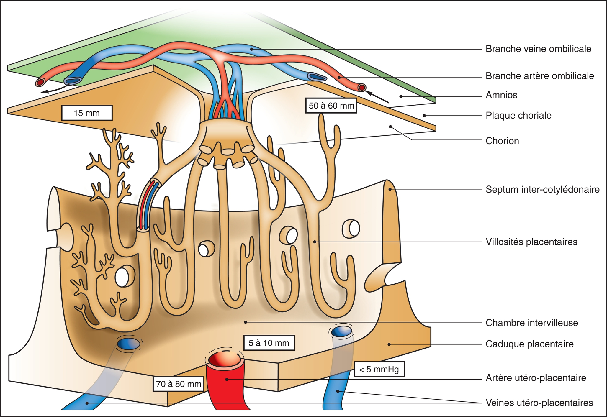 Pratique de l'accouchement