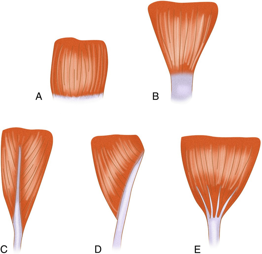 Toute l'UE 5 – Anatomie