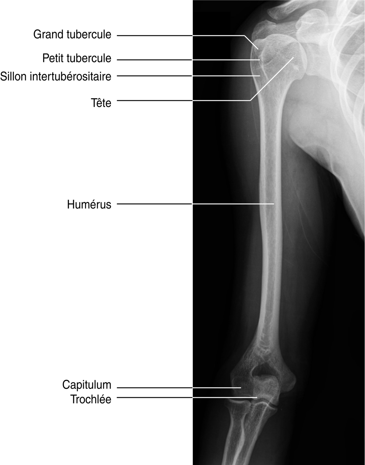 Toute l'UE 5 – Anatomie