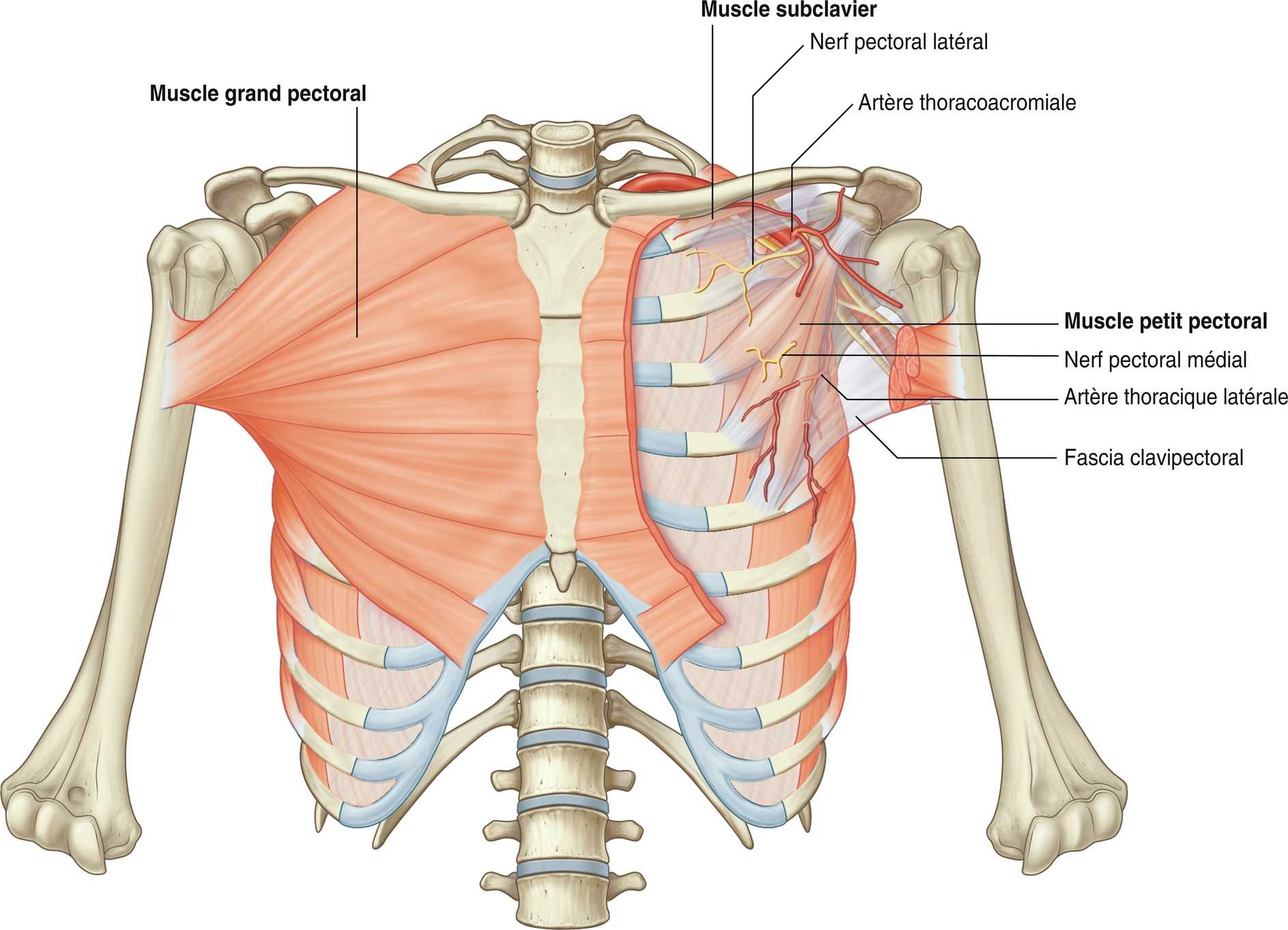 Gray's Anatomie - Le Manuel pour les étudiants