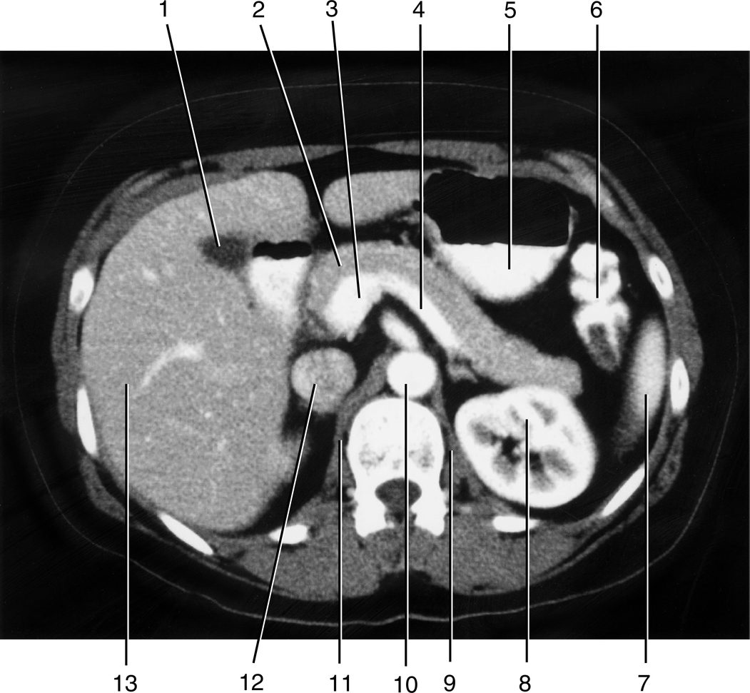 Gray's Anatomie - Les fiches