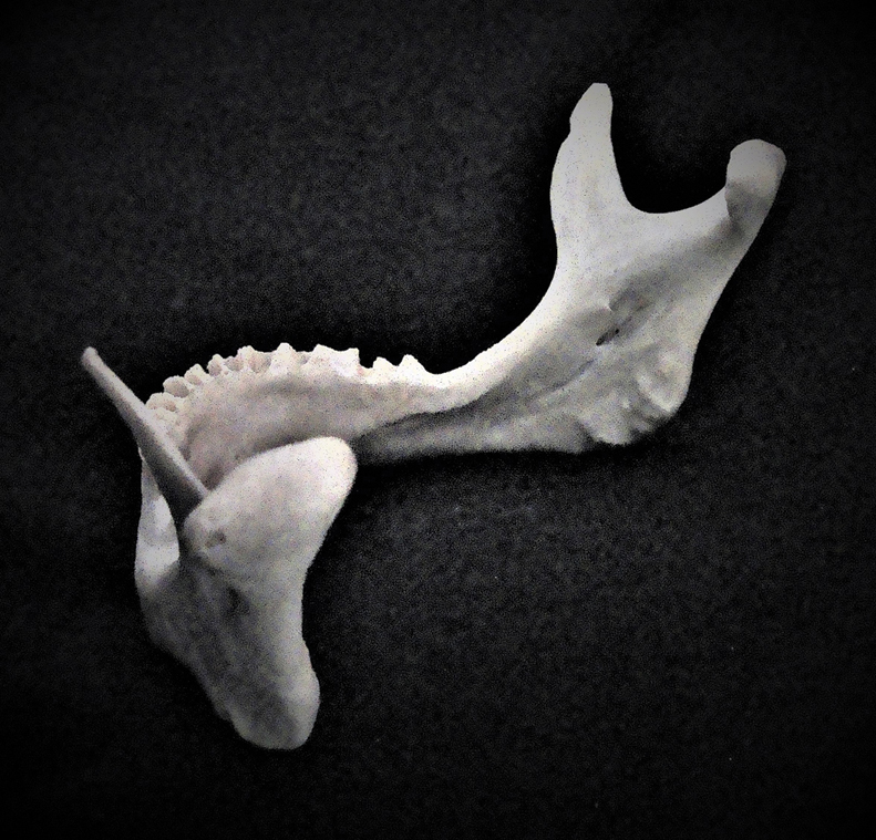 Ostéopathie orofaciale et temporomandibulaire