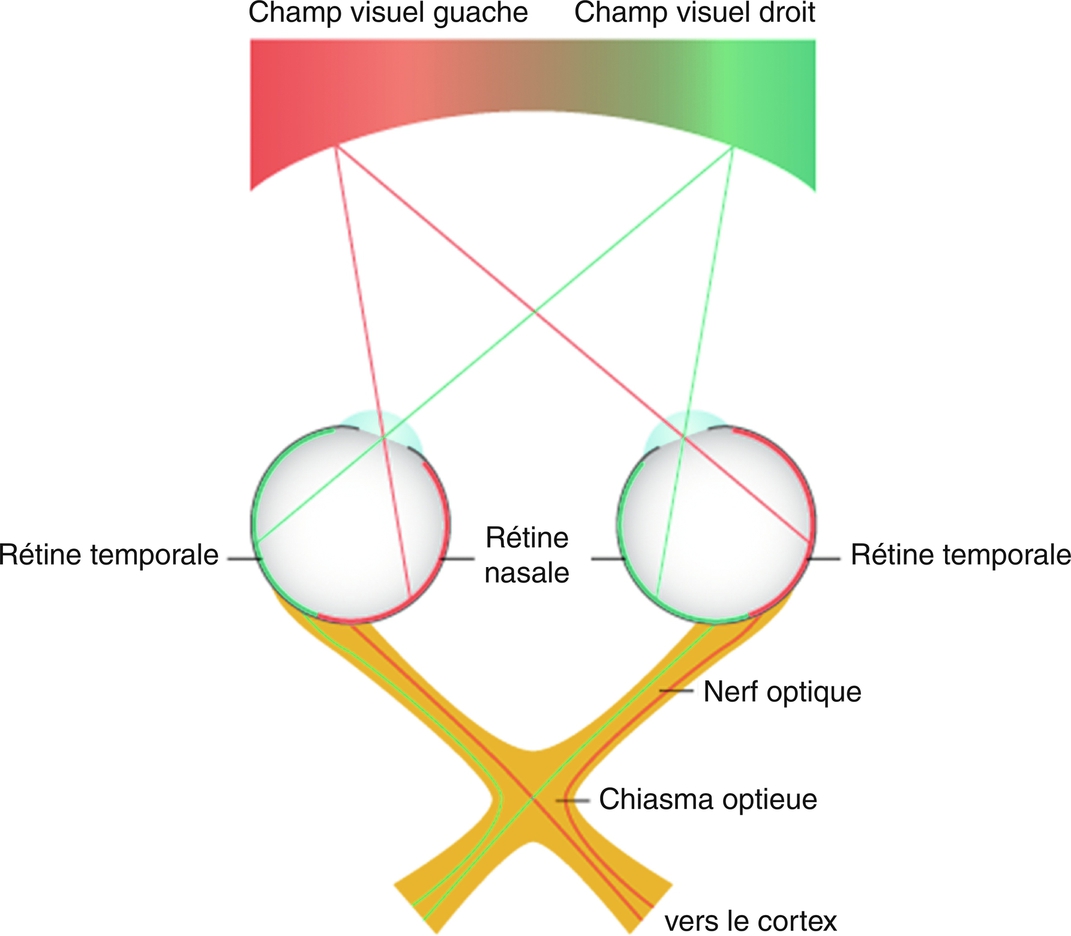 50 fiches techniques d'orthoptie pour la pratique quotidienne