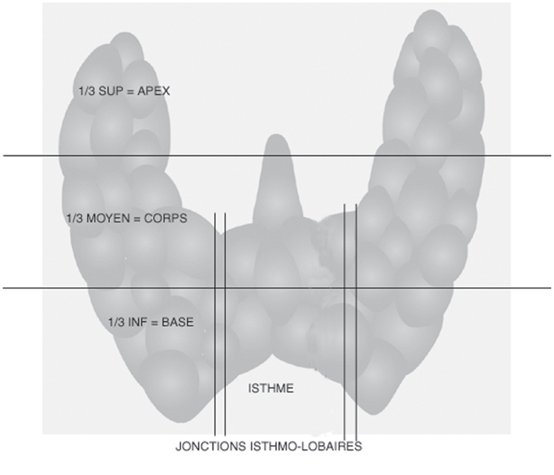 Échographie thyroïdienne et parathyroïdienne