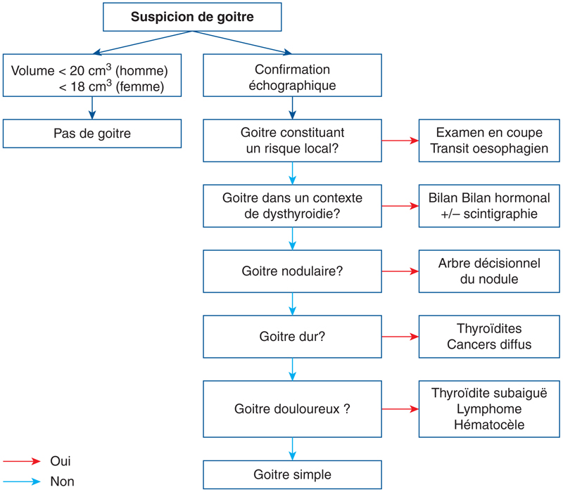 Échographie thyroïdienne et parathyroïdienne