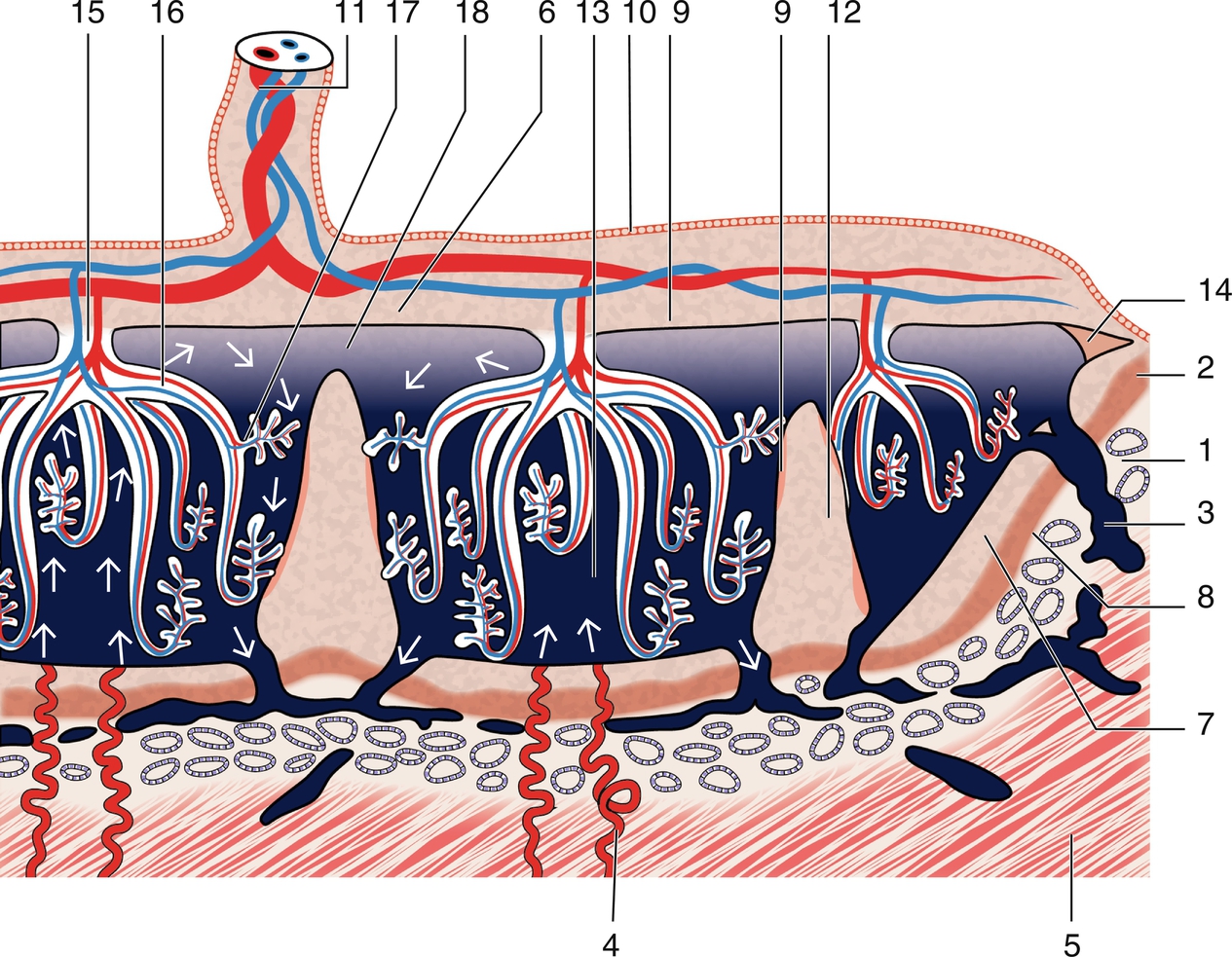 Échographie en pratique obstétricale