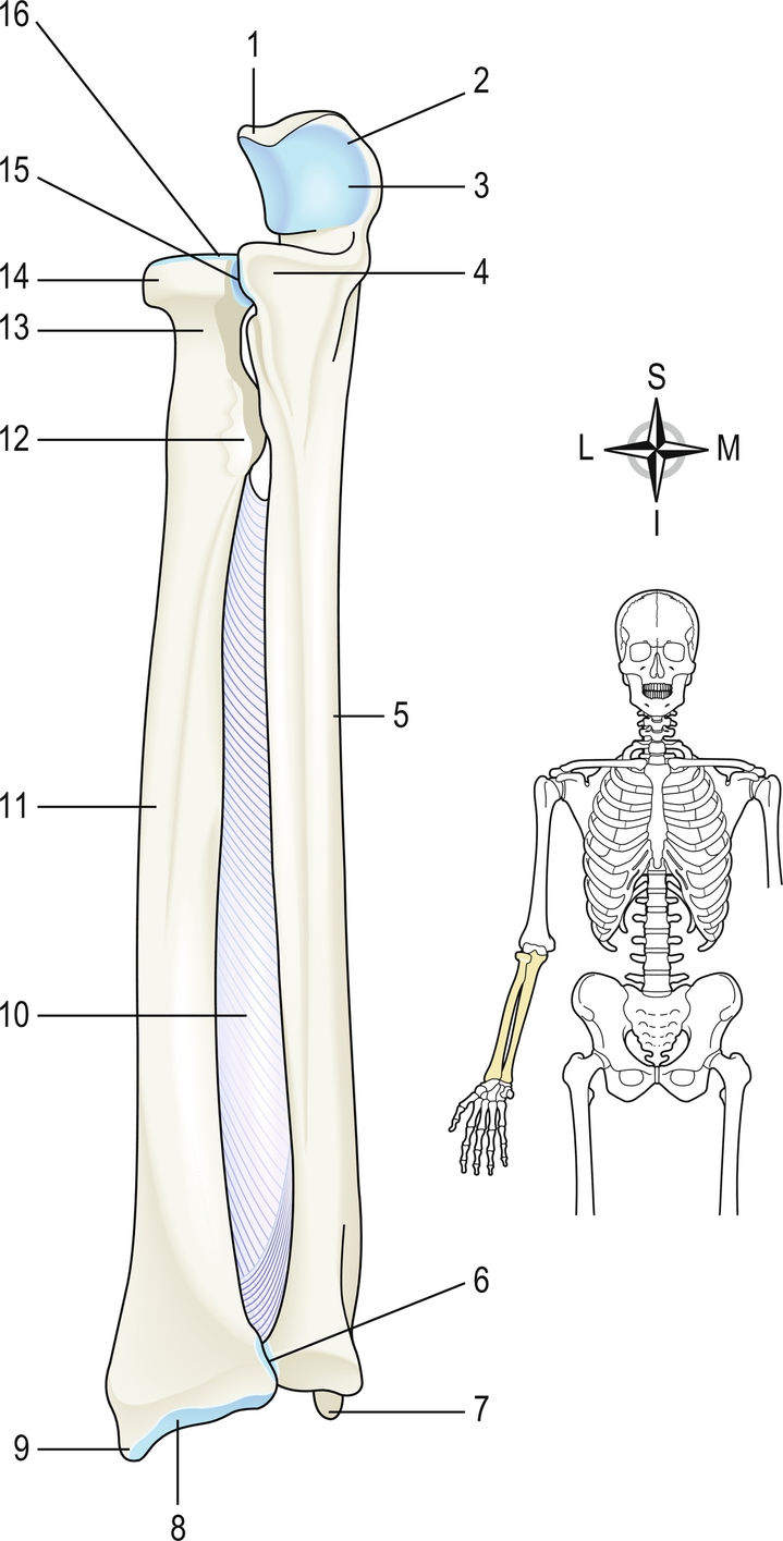 Anatomie et physiologie en fiches