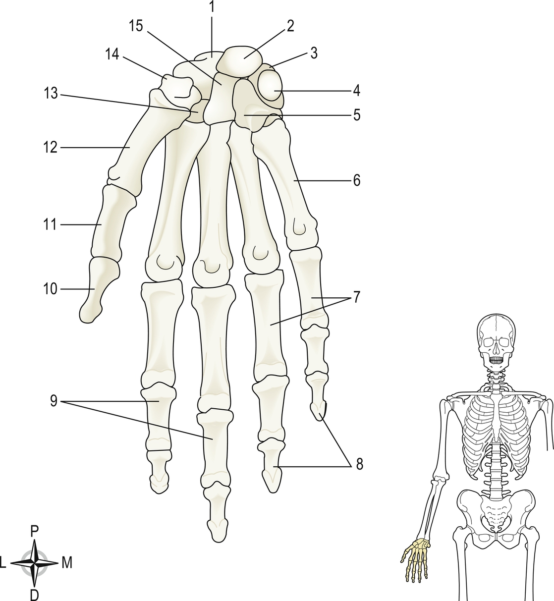 Anatomie et physiologie en fiches