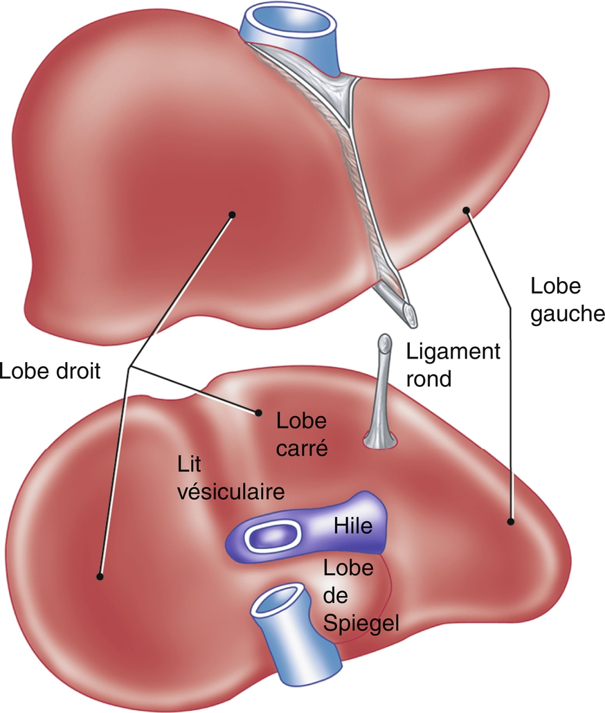 Chapitre 1: Anatomie du foie et des voies biliaires