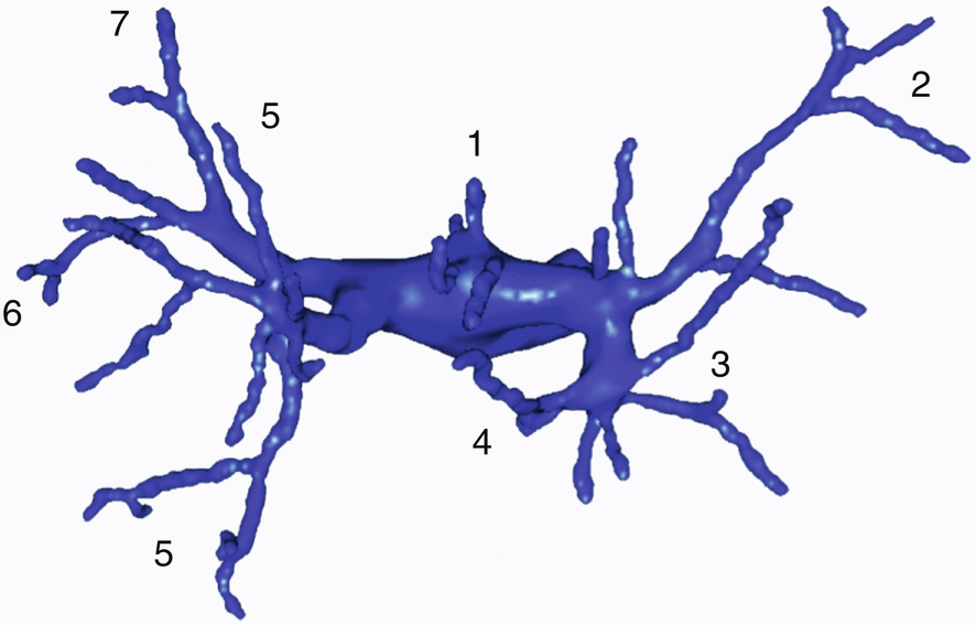 Chapitre 1: Anatomie du foie et des voies biliaires
