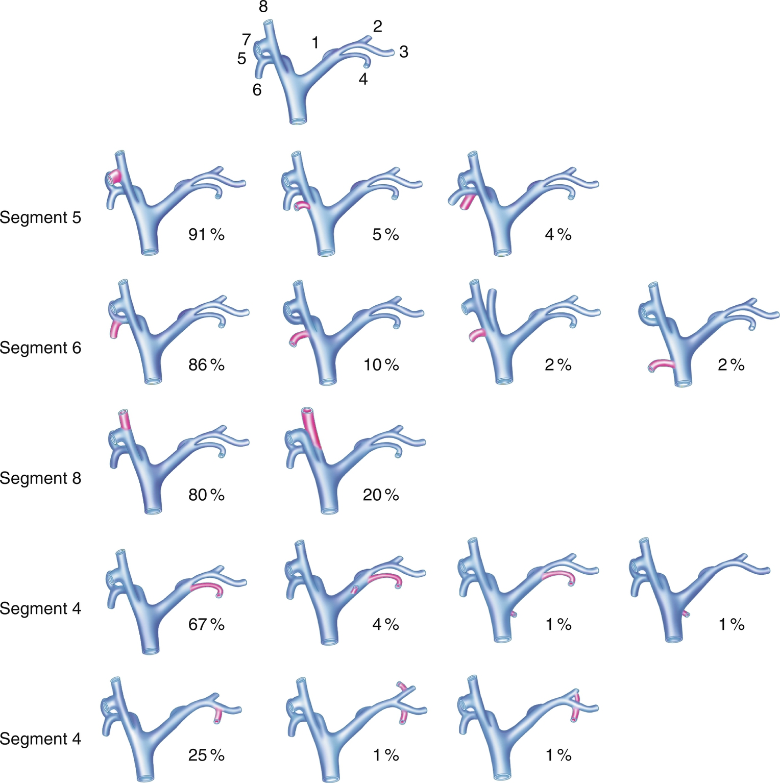 Chapitre 1: Anatomie du foie et des voies biliaires