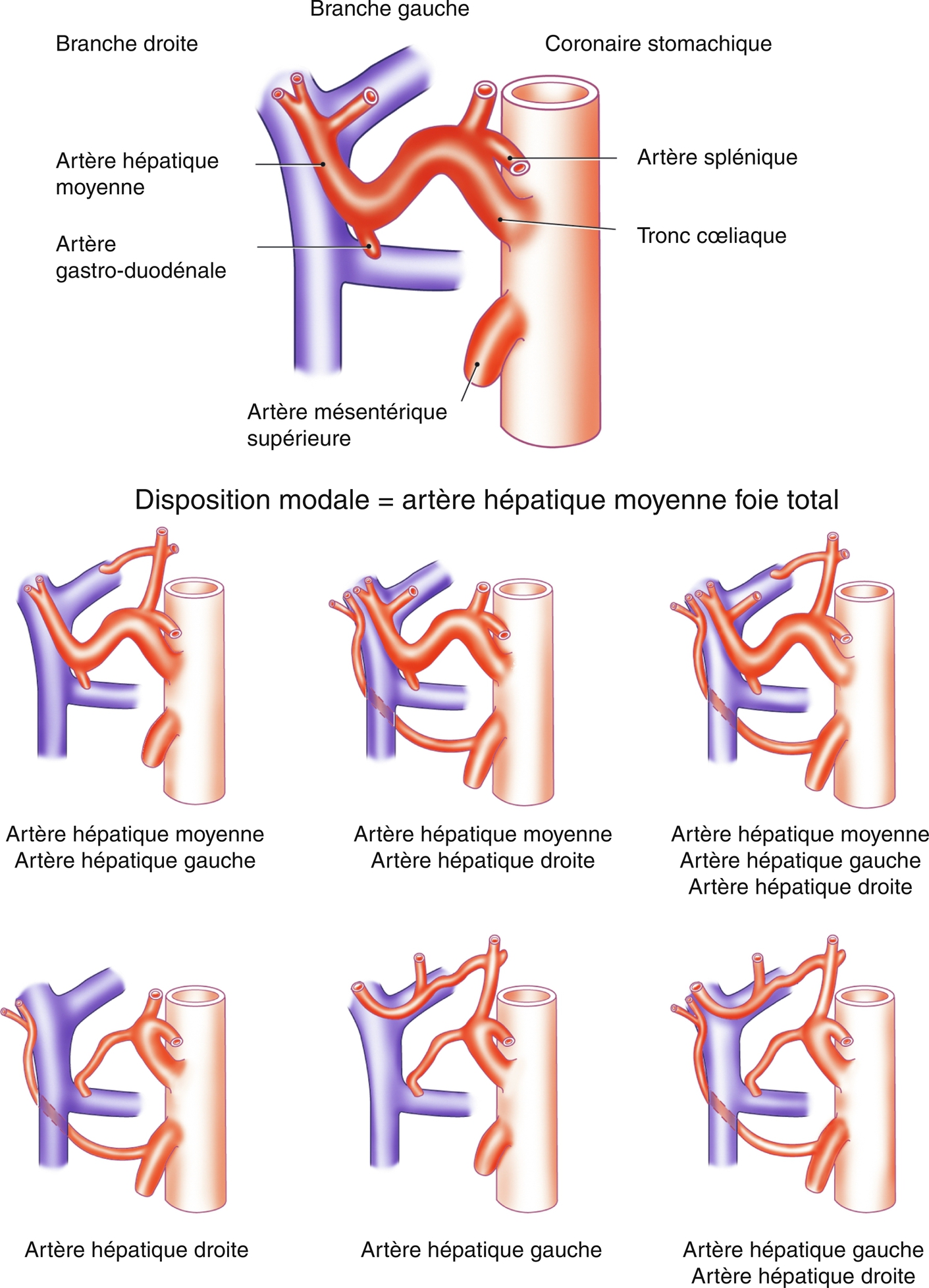 Chapitre 1: Anatomie du foie et des voies biliaires