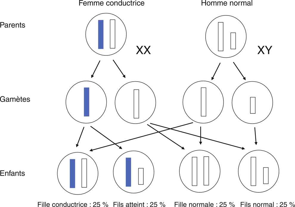 Chapitre 4: Hérédité mendélienne et mosaïcisme