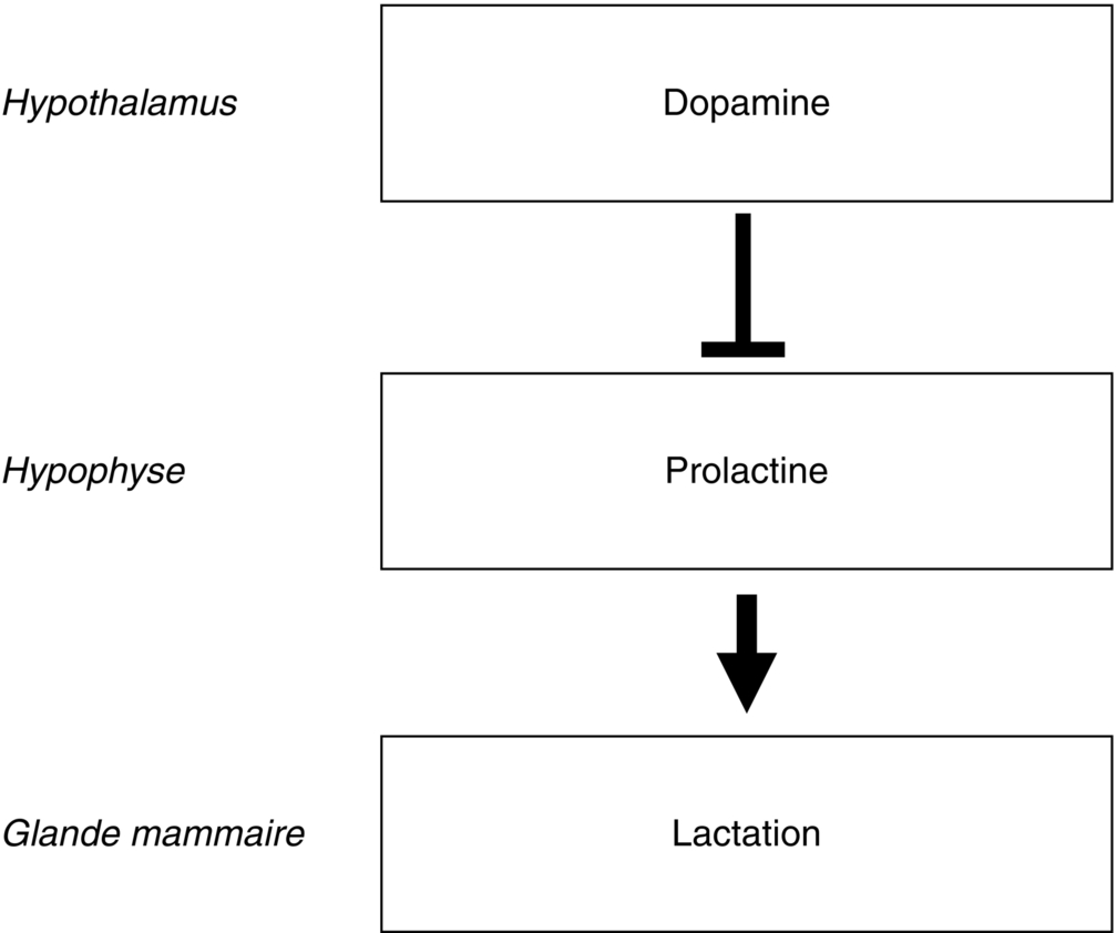 Anatomie et physiologie hypophysaire