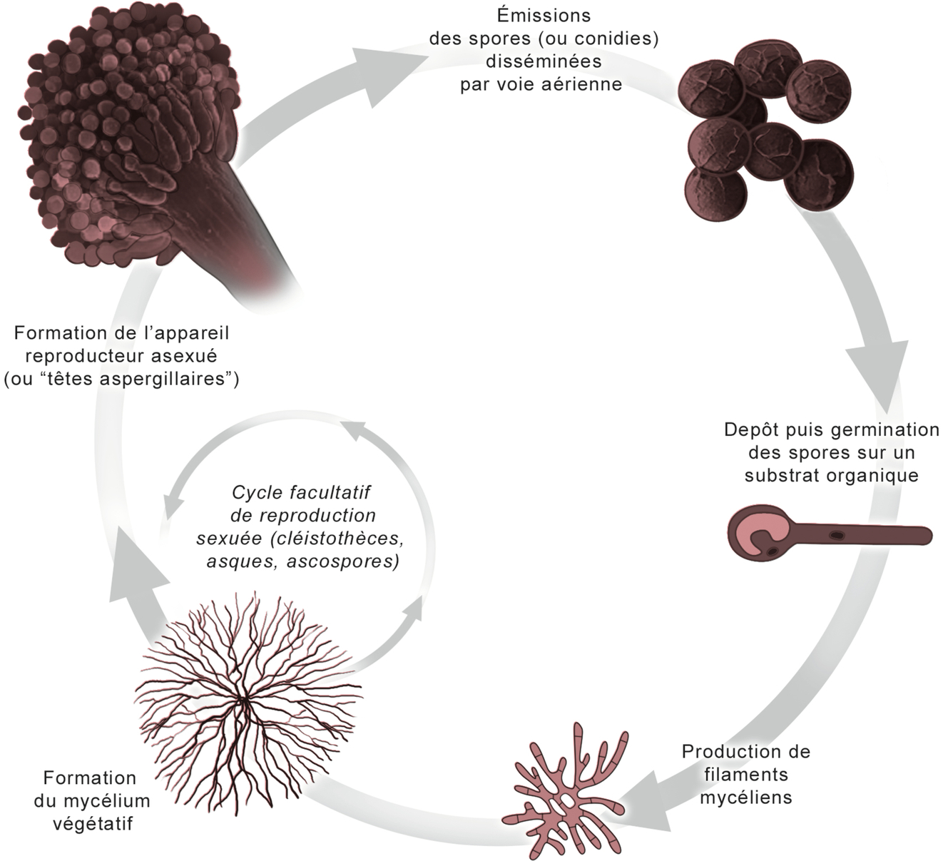 Chapitre 28: Aspergilloses et autres champignons filamenteux opportunistes