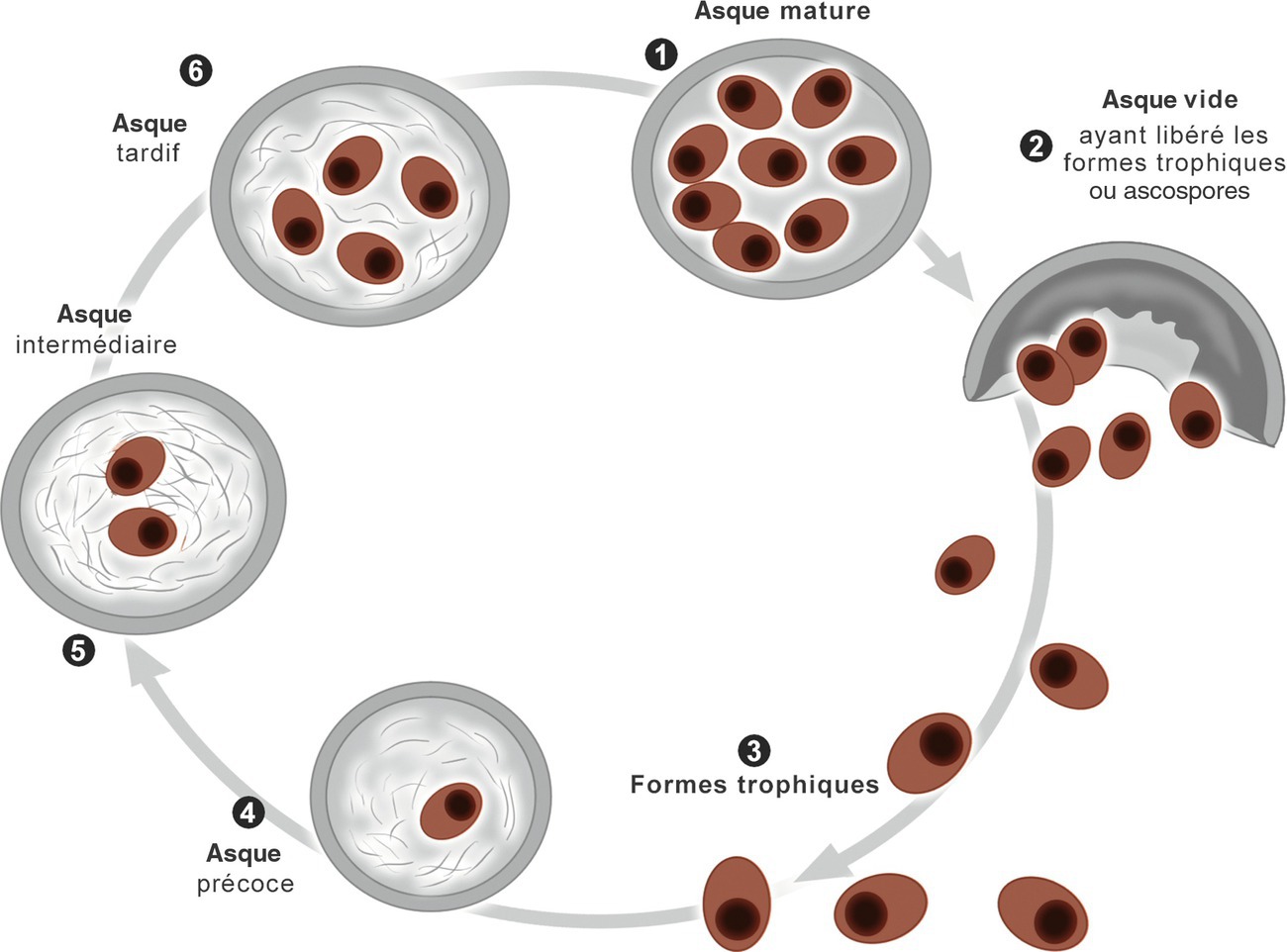 Chapitre 32: Pneumocystose