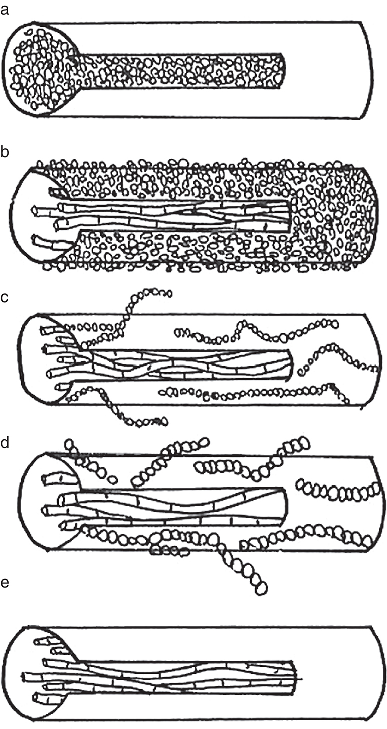 Parasitologie et mycologie médicales