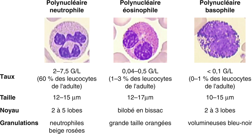 Item 24.3: Physiologie des lignées myéloïdes: les lignées ...