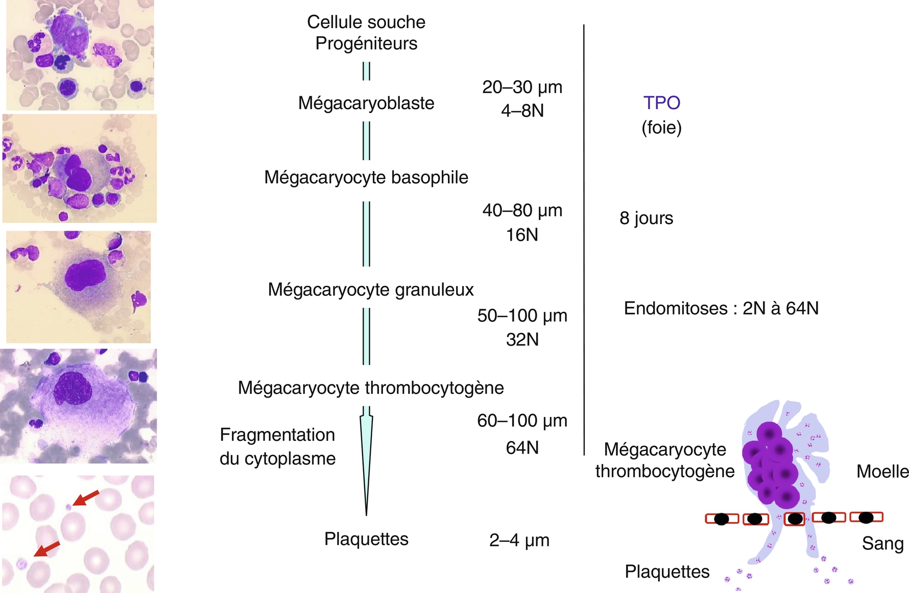 Item 24.4: Physiologie des lignées myéloïdes: la lignée mégacaryocytaire