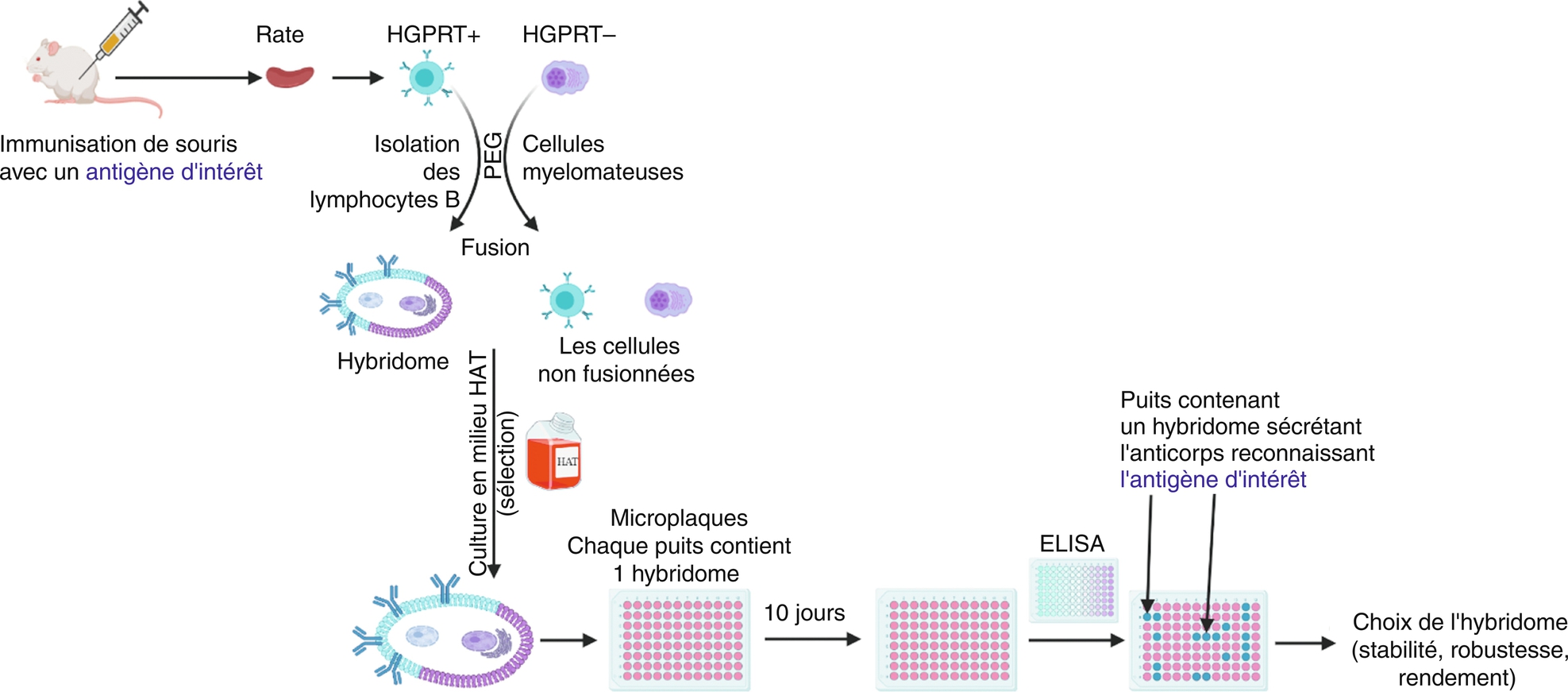 Item 58: Principes de production et d'utilisation des anticorps monoclonaux