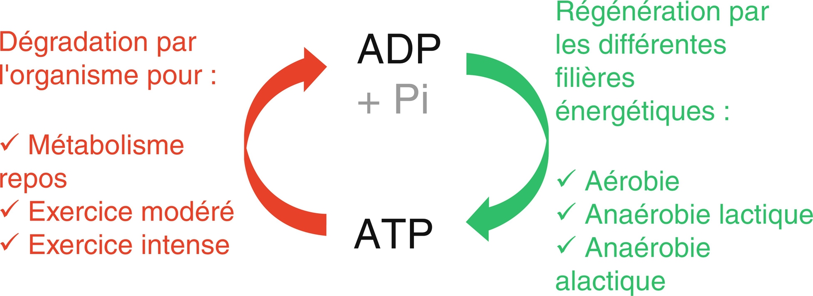 Chapitre 4: Physiologie de l'effort et outils d'entraînement