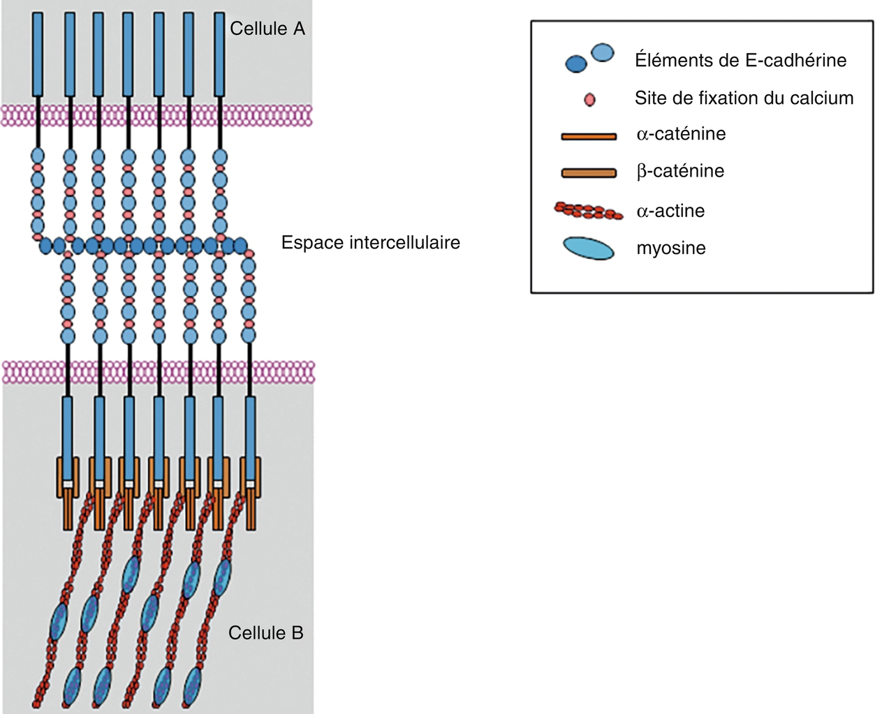 Chapitre 15: Adhésion et motilité cellulaires