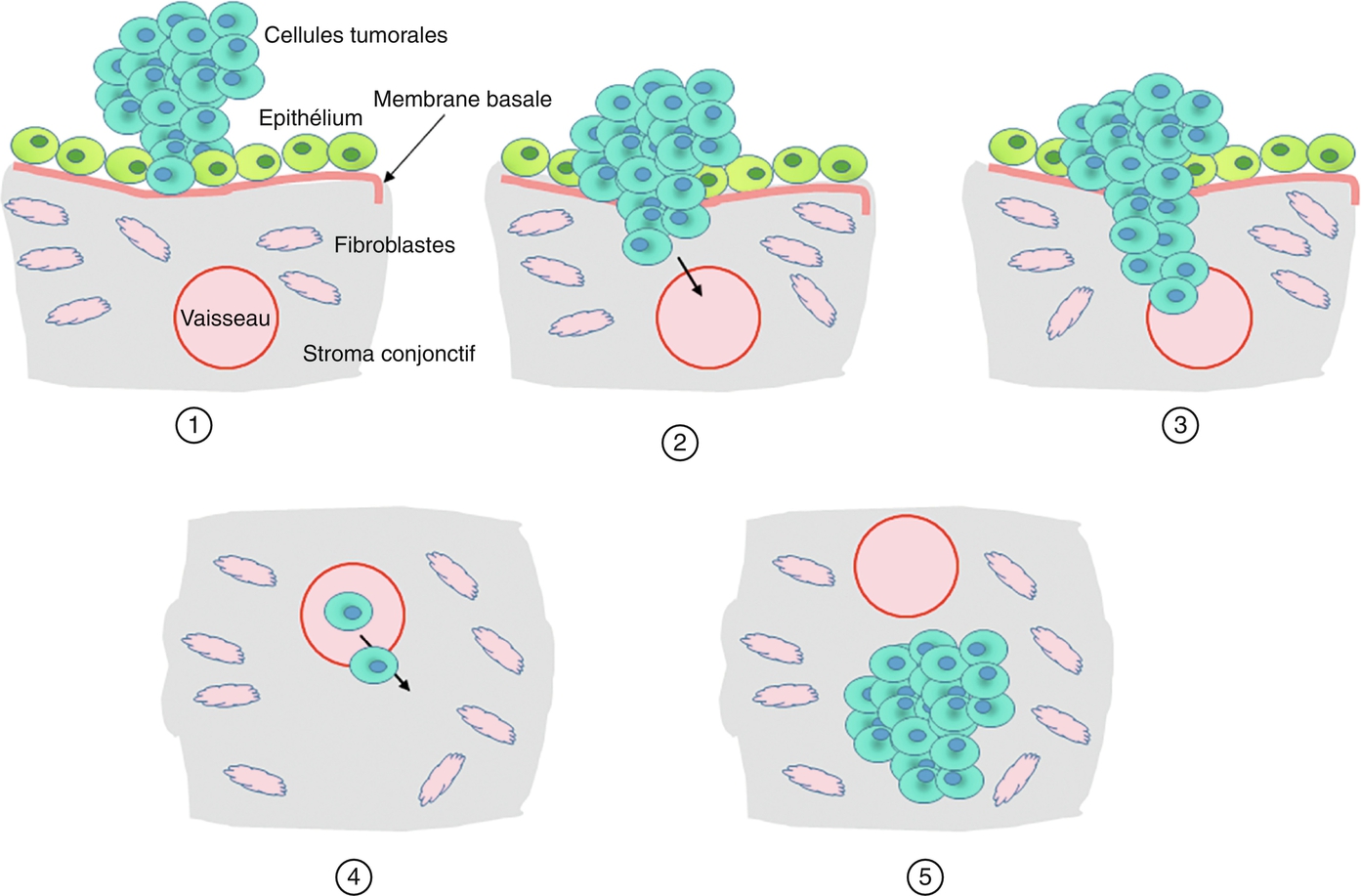 Chapitre 15: Adhésion et motilité cellulaires