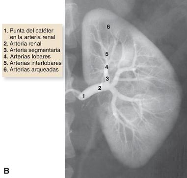 Anatomía y Fisiología