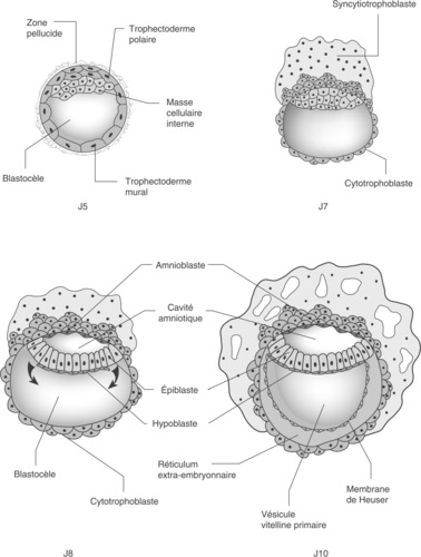 Étapes du développement embryonnaire
