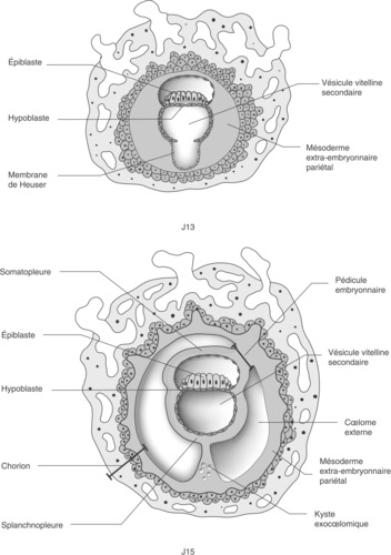 Étapes du développement embryonnaire