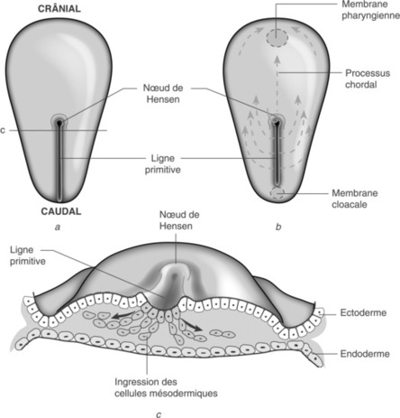 Étapes du développement embryonnaire