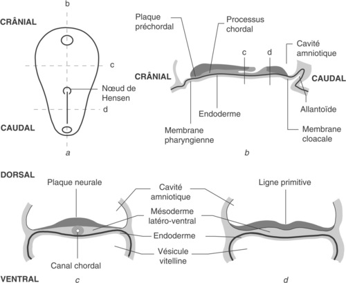 Étapes du développement embryonnaire