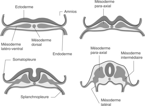 Étapes du développement embryonnaire