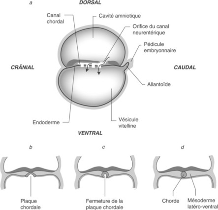 Étapes du développement embryonnaire