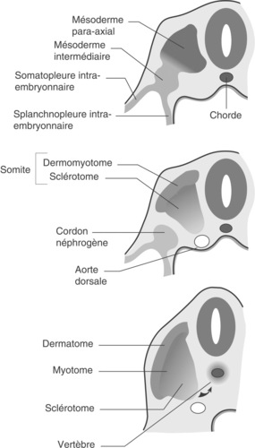 Étapes du développement embryonnaire
