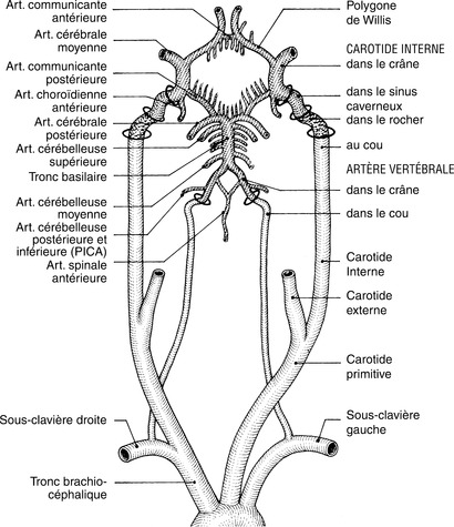 Vascularisation artérielle cérébrale