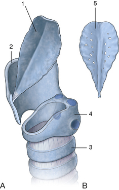 Anatomie tête et cou